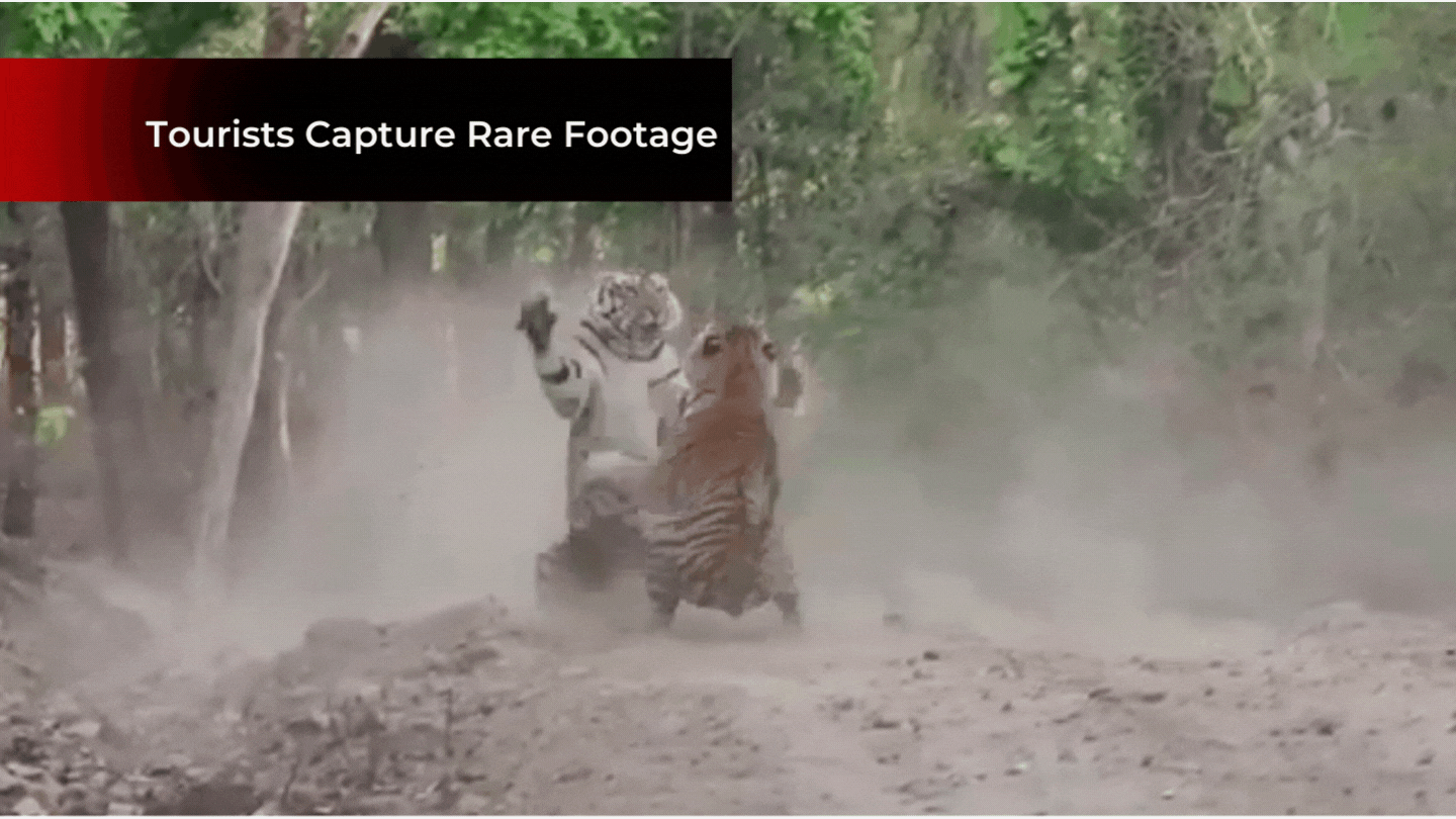 royal bengal tigers: Two male royal bengal tigers fight over a tigress ...