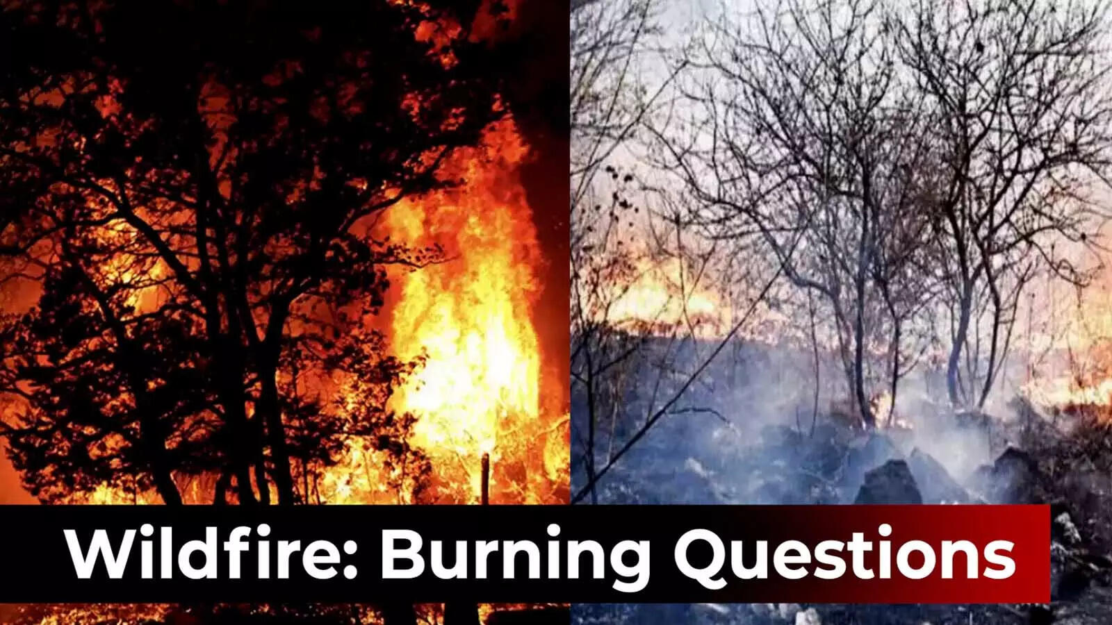 How frequent forest fires impact humans, animals and environment equally