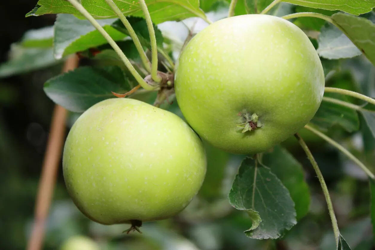 Have you heard of the goodness of Swiss apple stem…