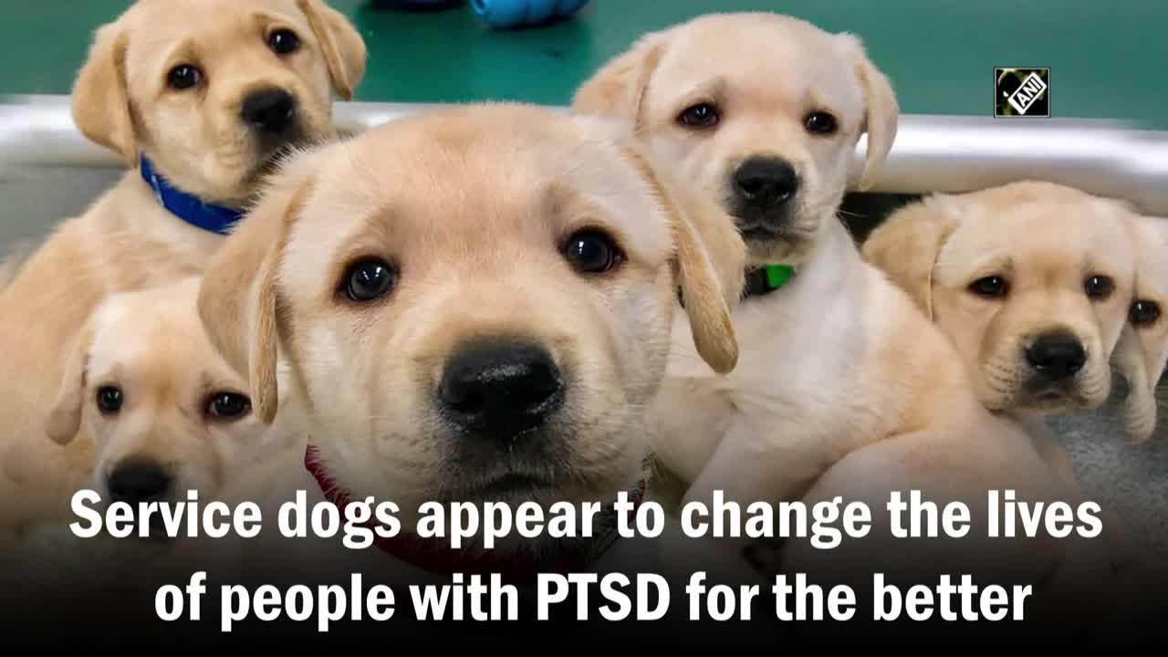 Research shows service dogs improve lives of veterans suffering from PTSD