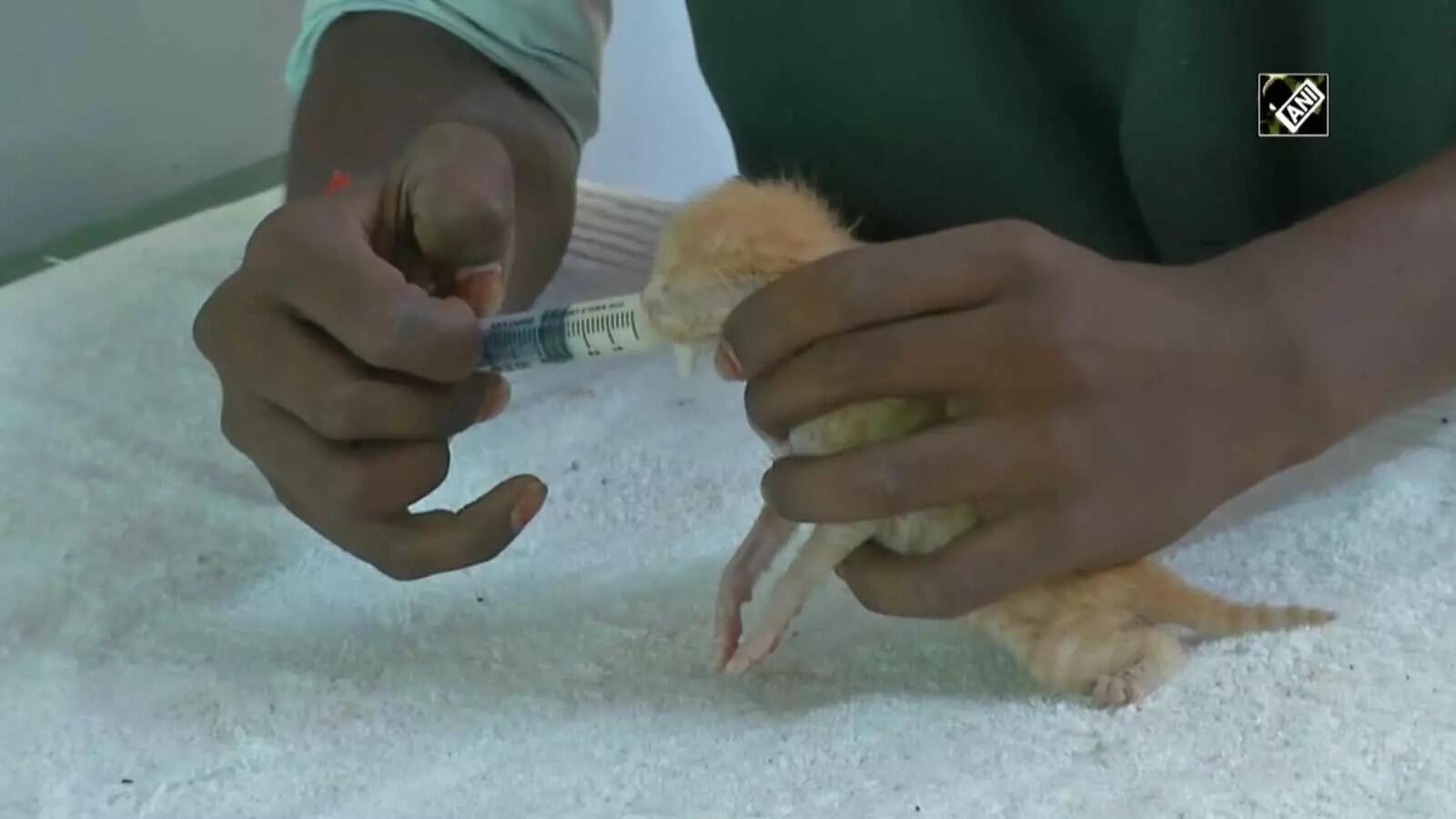 Health condition of birds, animals deteriorating due to heatstroke in ...