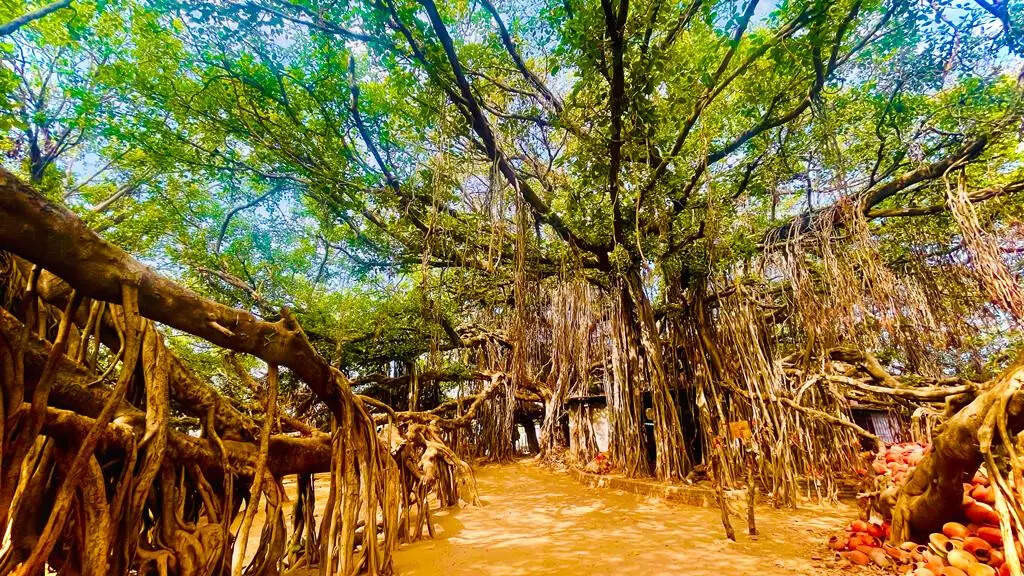 Photos: This 500-year-old tree to be developed as tourist spot in ...