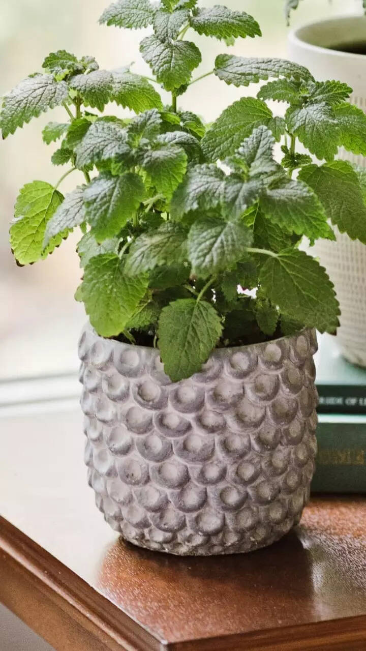10 plants that repel mosquitoes Times of India