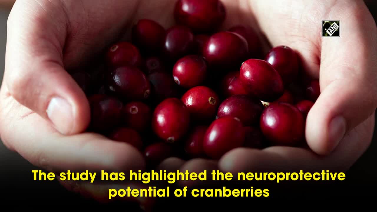 Cranberries could improve memory and beat back dementia: Study