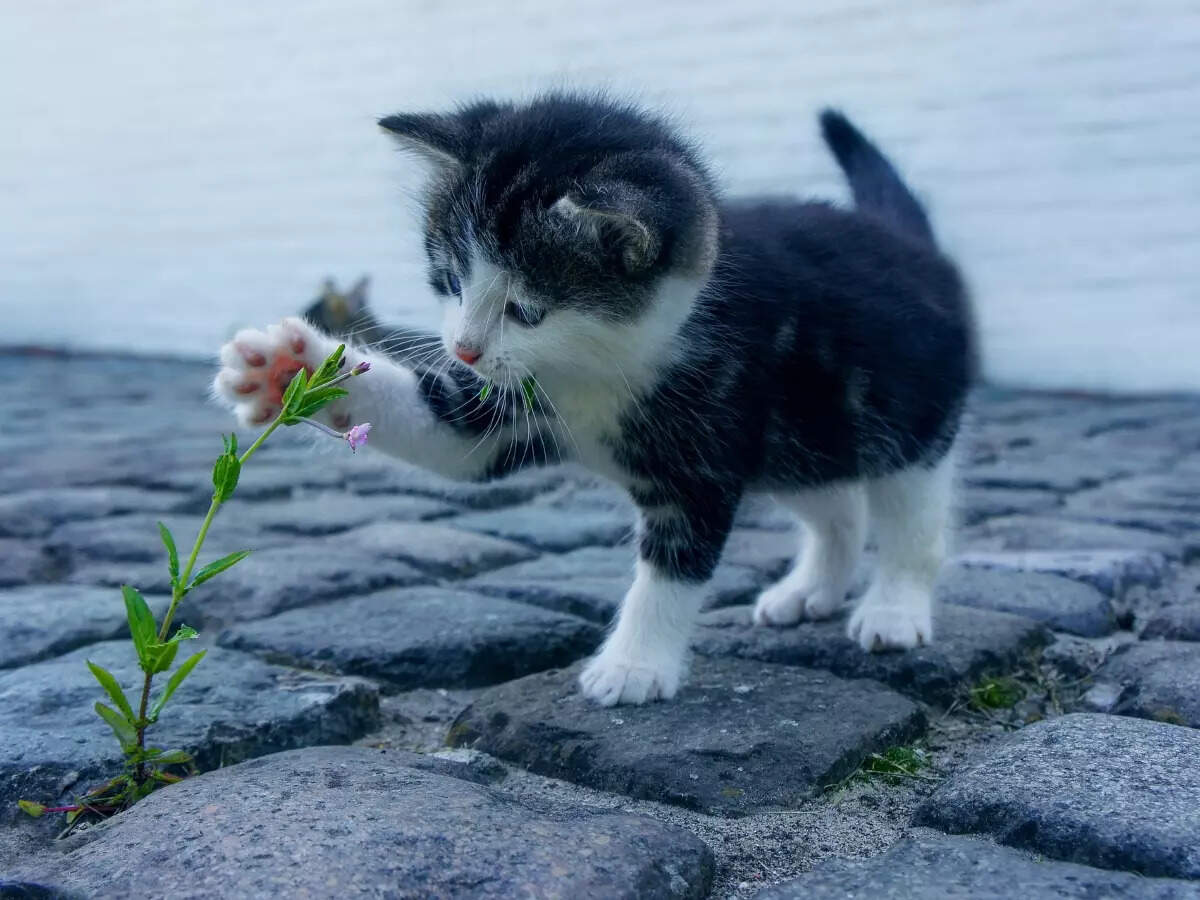 Fun Facts About Cats