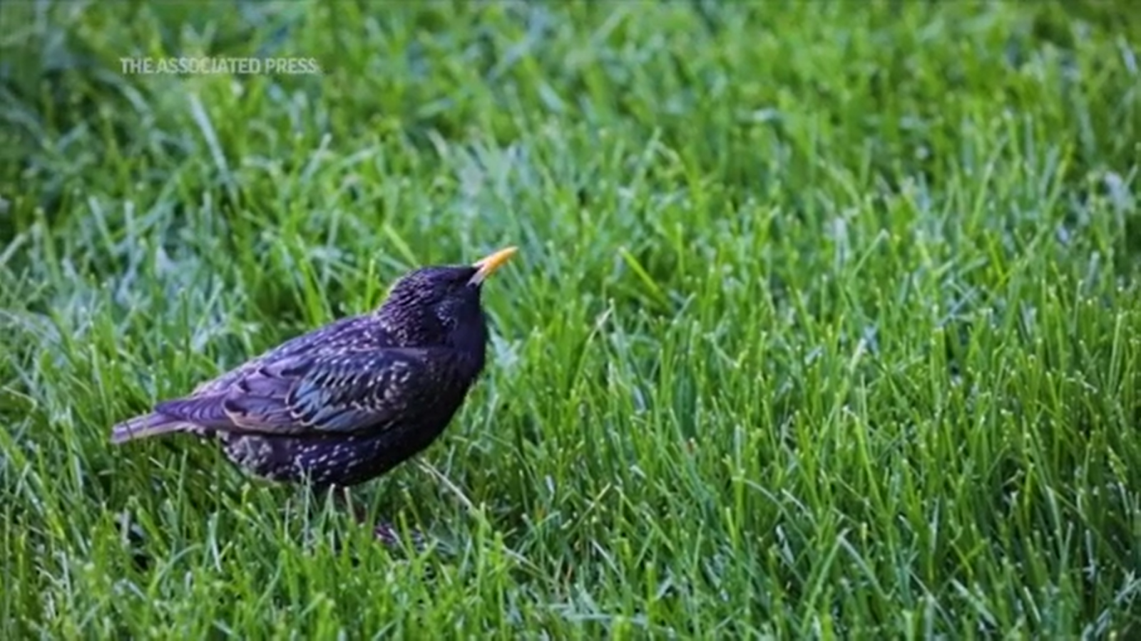 Bird collisions common during migration season