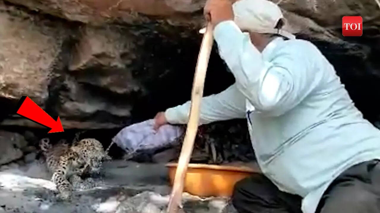 Man offering thirsty leopard cub drink water from a bottle goes viral