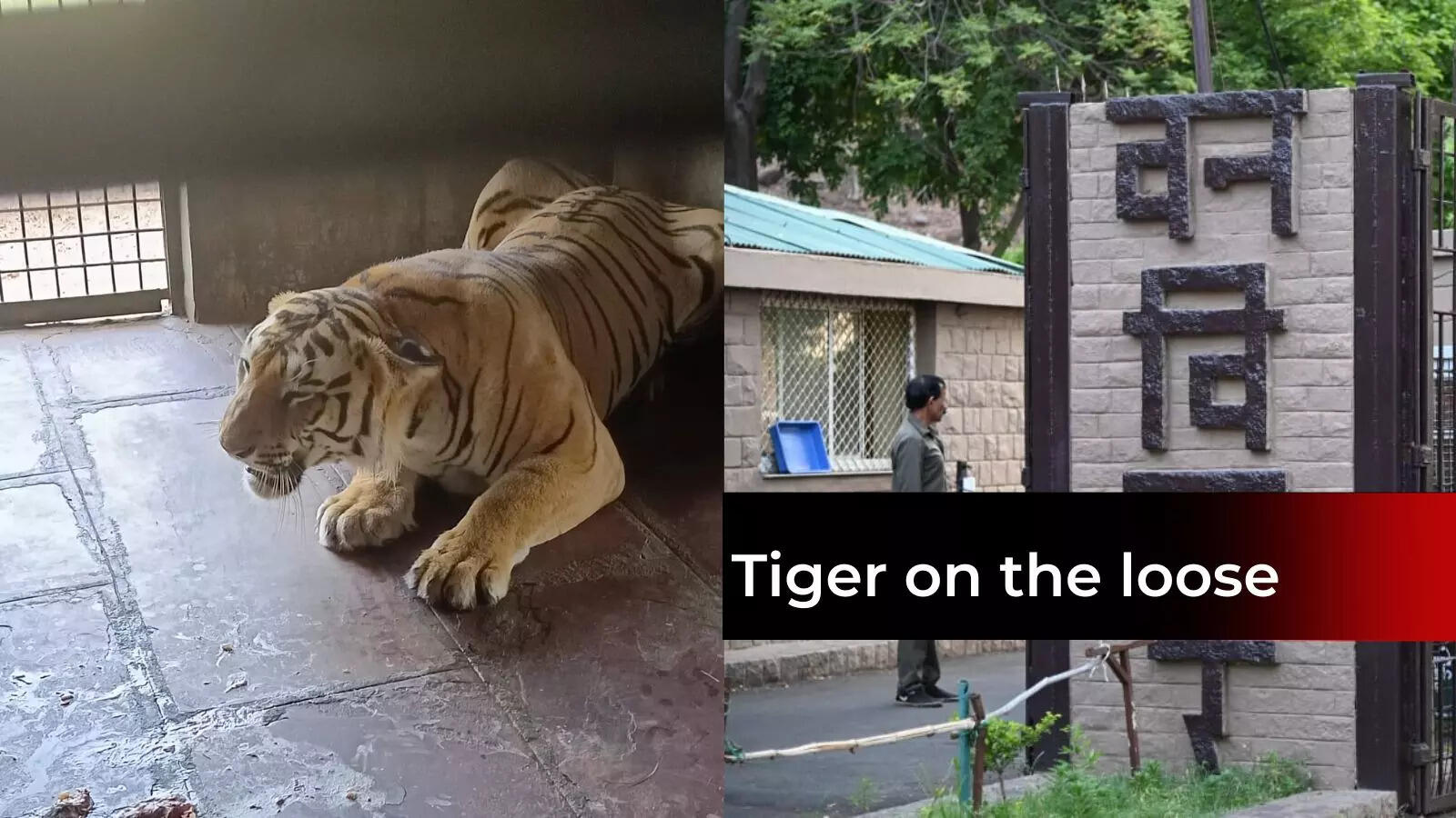 Bhopal: Tiger escapes zoo enclosure, found napping