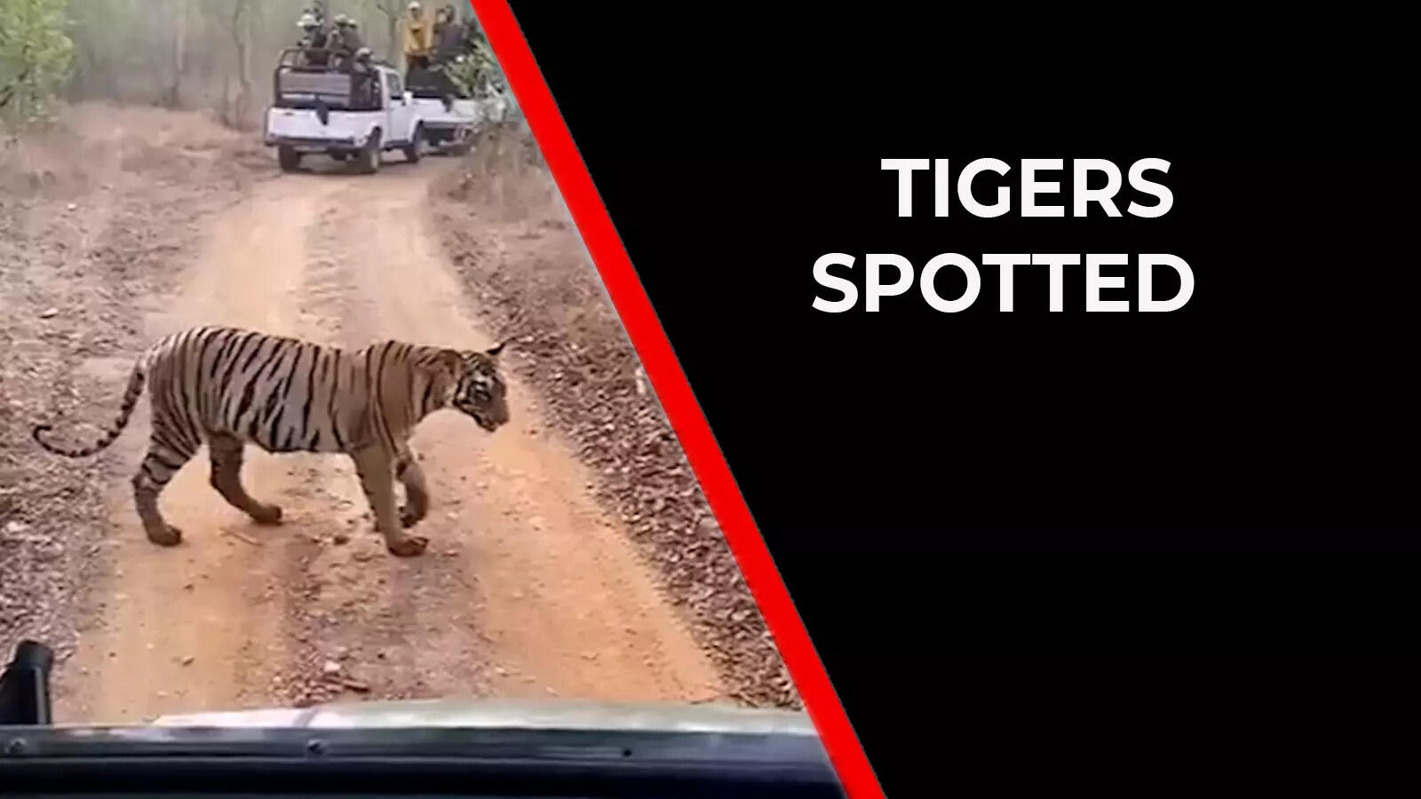 On cam: A streak of tigers spotted crossing a forest road