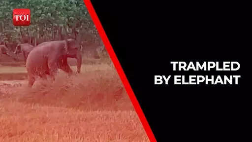 odisha: Watch: Elephant tramples woman to death in Odisha, herd attacks ...