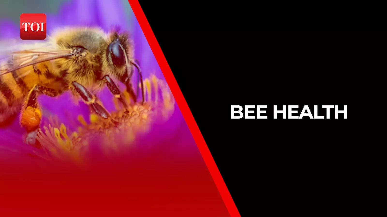 Clues to Bee health found in their gut microbiome: Research