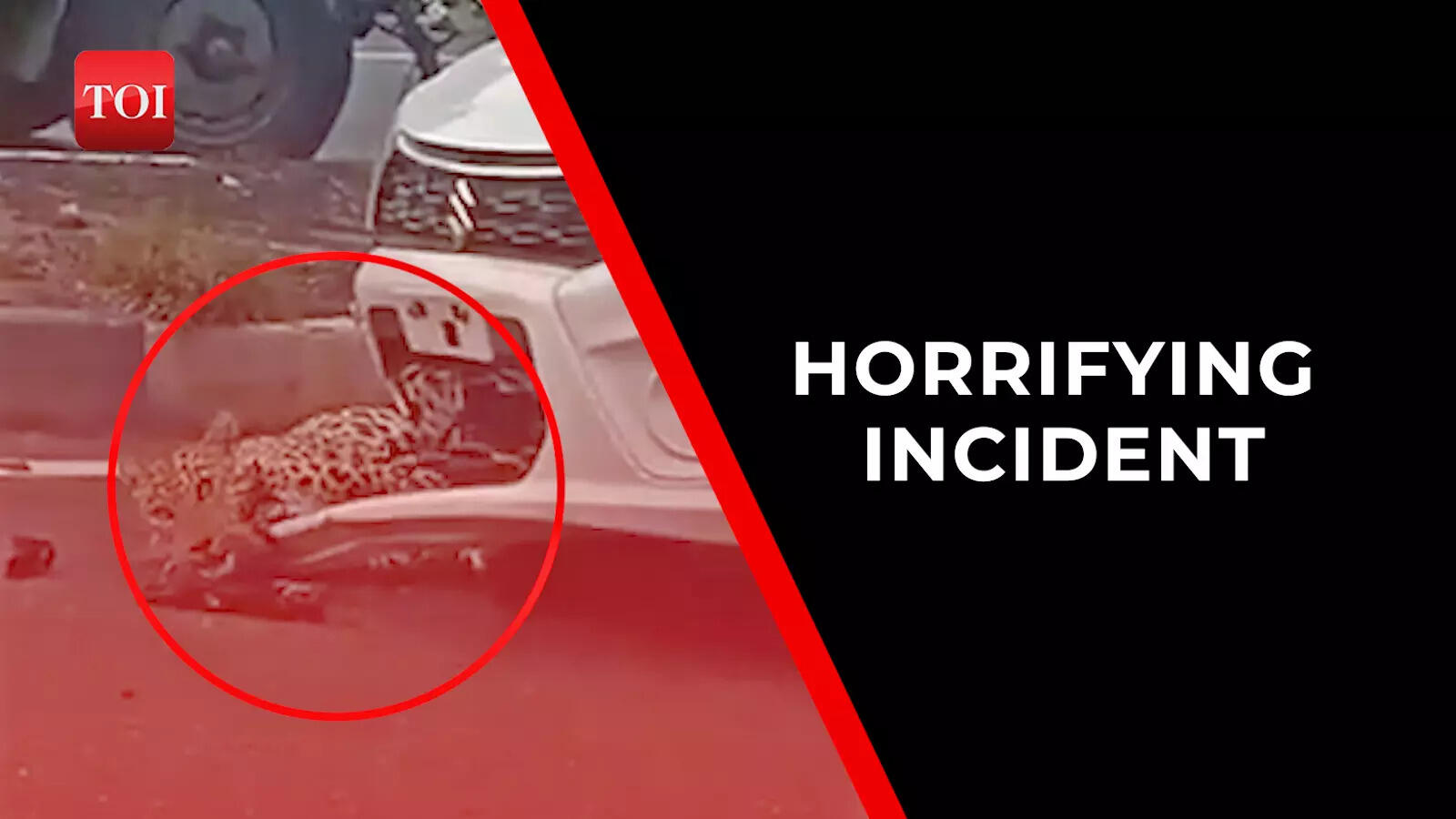 Viral video: Leopard hit by car on highway