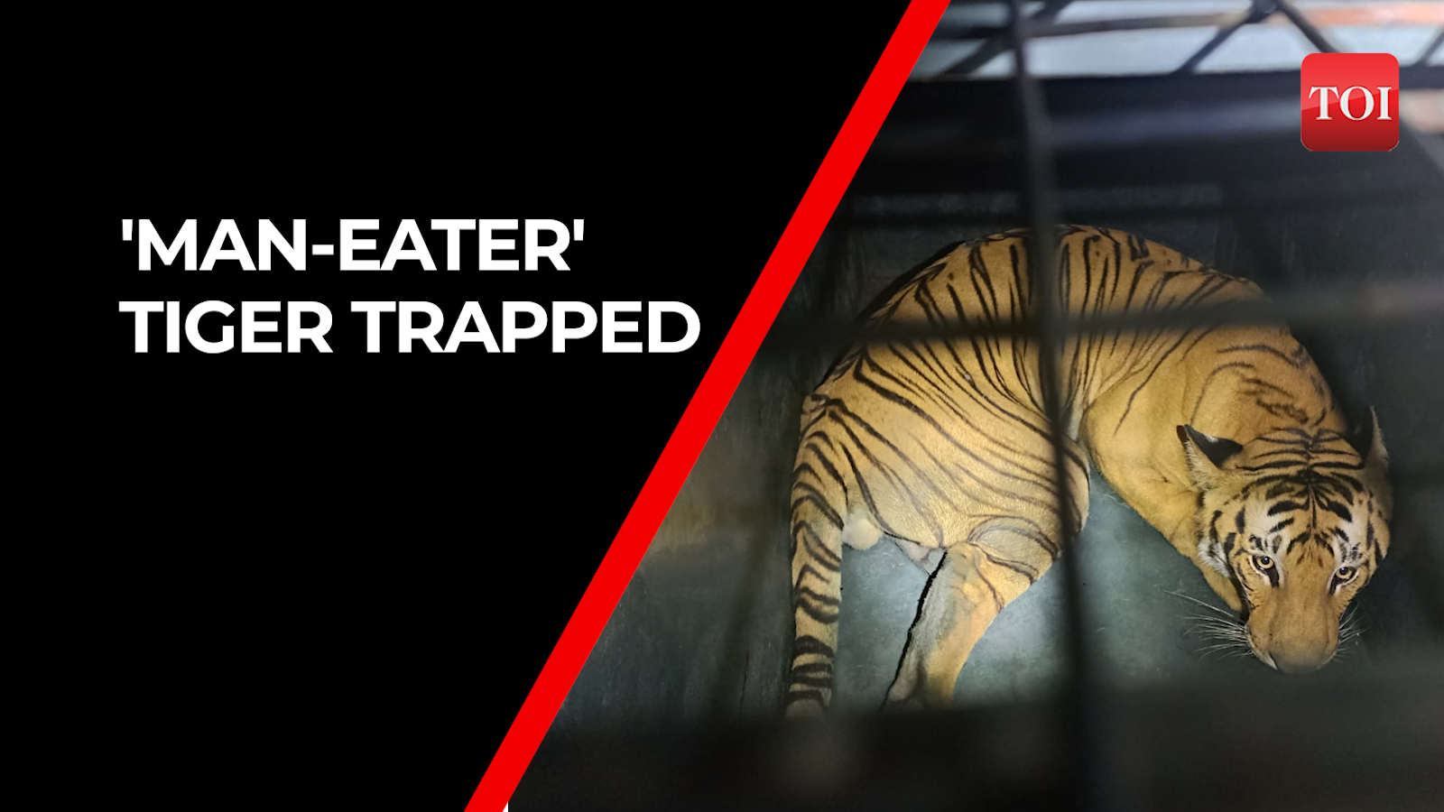 uttarakhand: Uttarakhand: 'Man-eater' tiger caught after 6 months