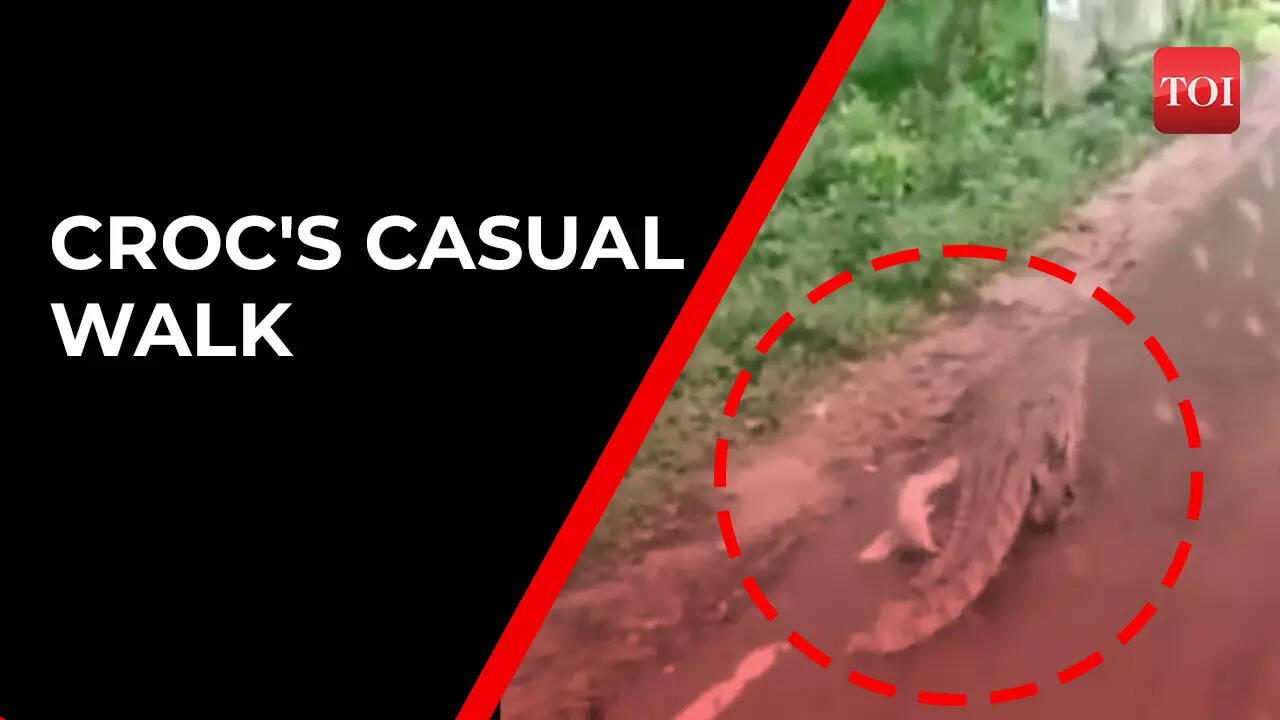 Watch: Crocodile spotted on road in UP's Lakhimpur Kheri