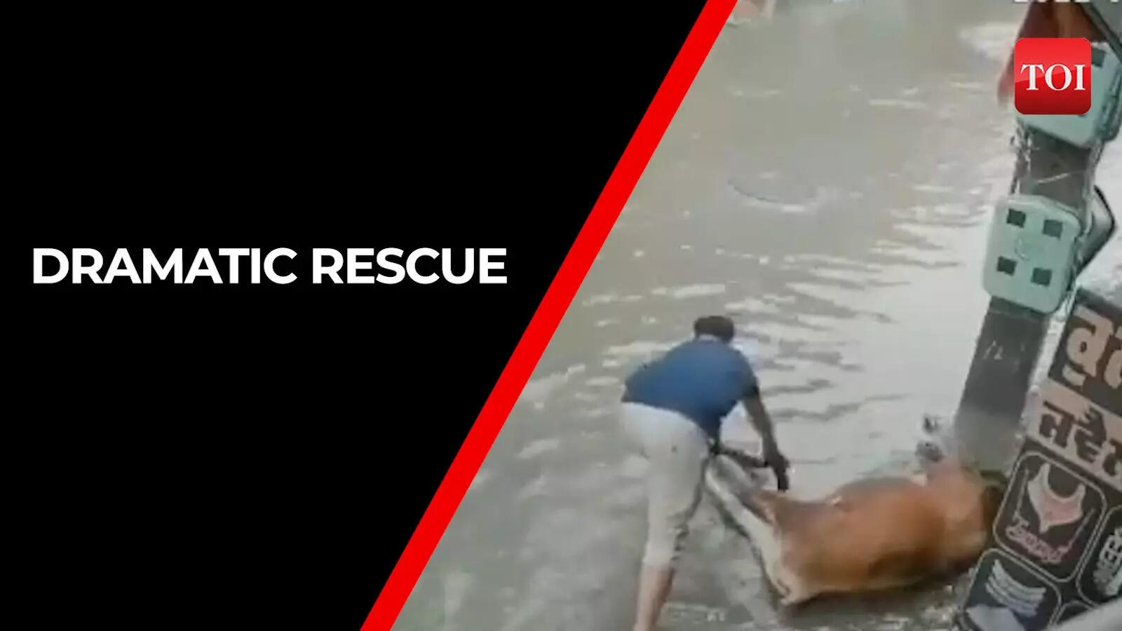 On cam: Cow saved from being electrocuted in Punjab’s Mansa, video goes ...