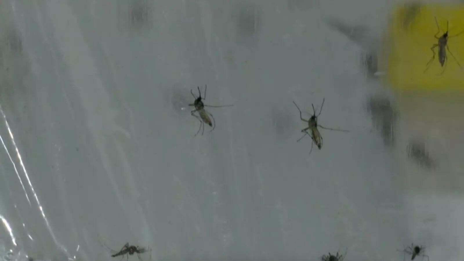 ICMR-VCRC develops bacteria-infected mosquitoes to control vector-borne ...