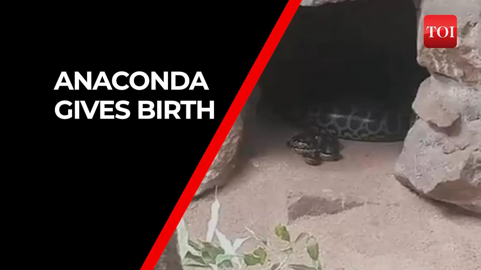 Bhubaneswar: Anaconda gives birth in Nandankanan zoo