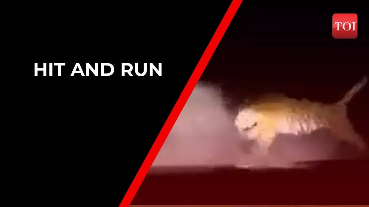 viral video: Viral video: Tiger survives massive hit from a vehicle
