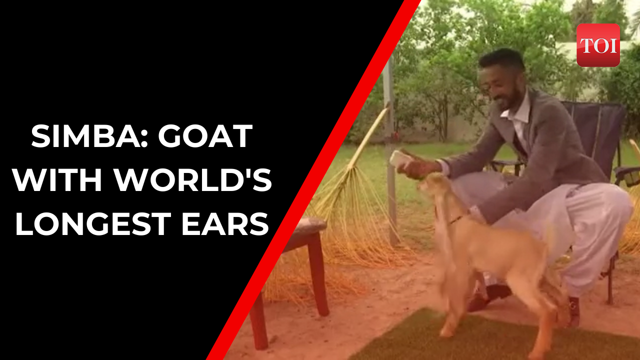 guinness book of world records: Pakistan: Baby goat 'Simba' could have ...
