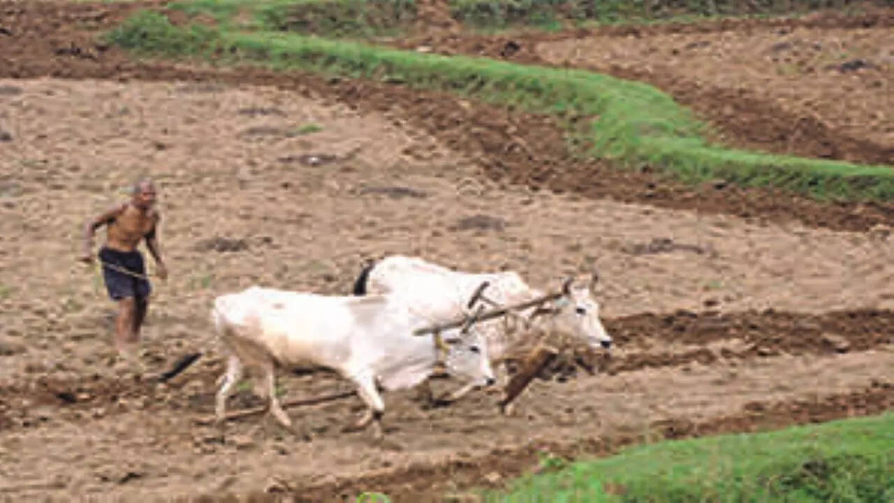 Less rain worry for farmers, 4% of cultivable land…