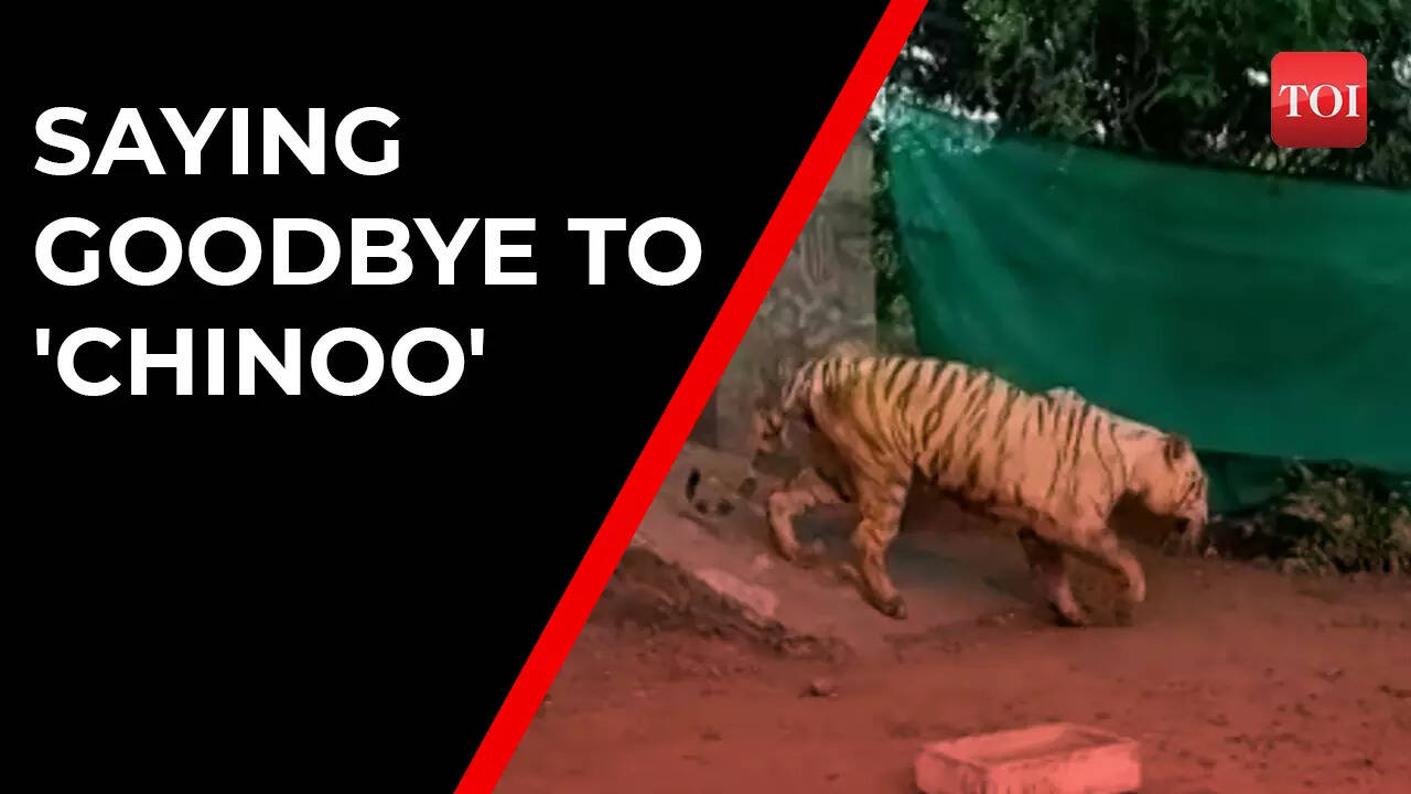 Rajasthan: Chinoo, last white tiger of Nahargarh Biological Park, dies