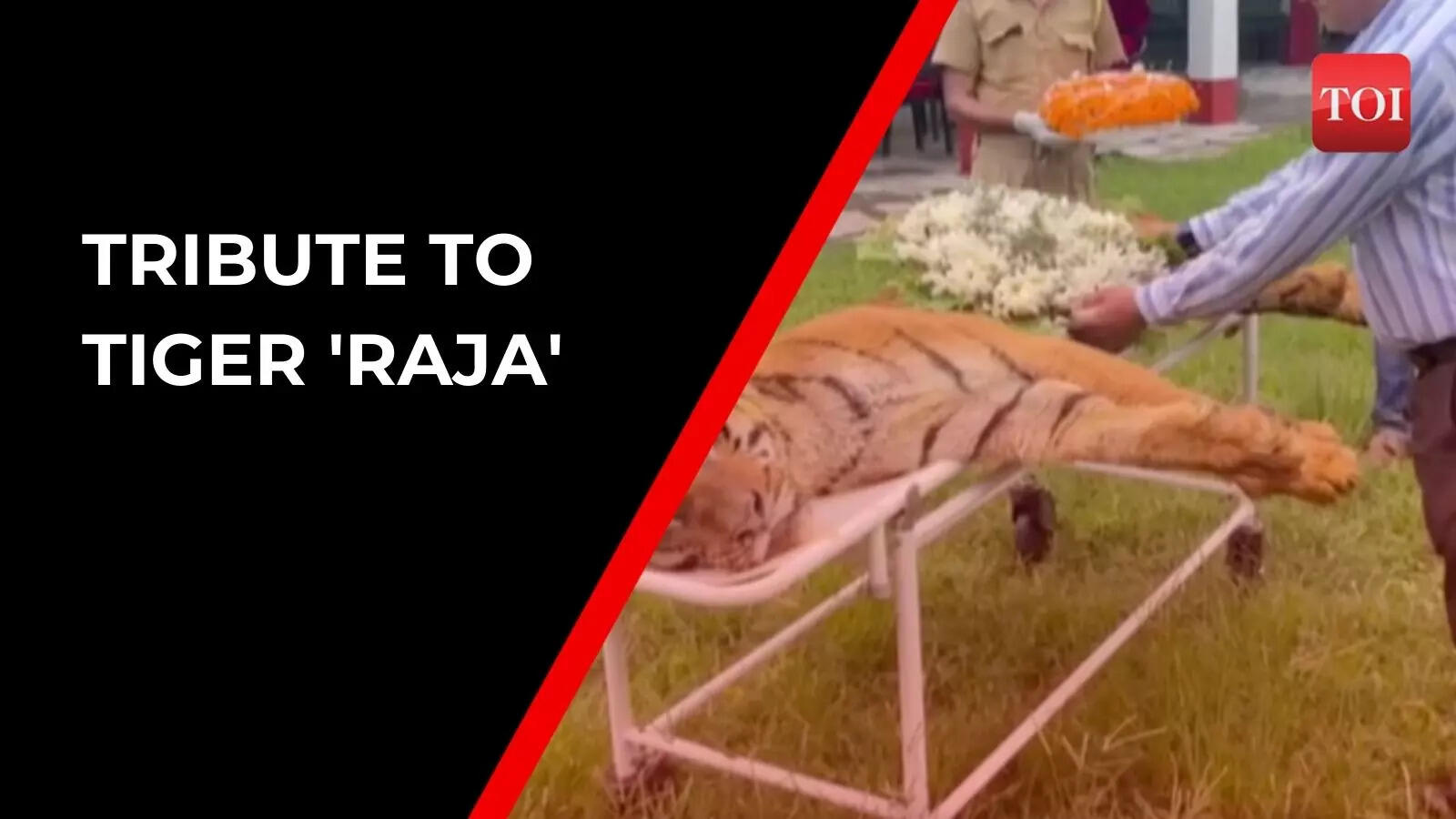 People pay tribute to 25-year-old tiger ‘Raja’ on its death
