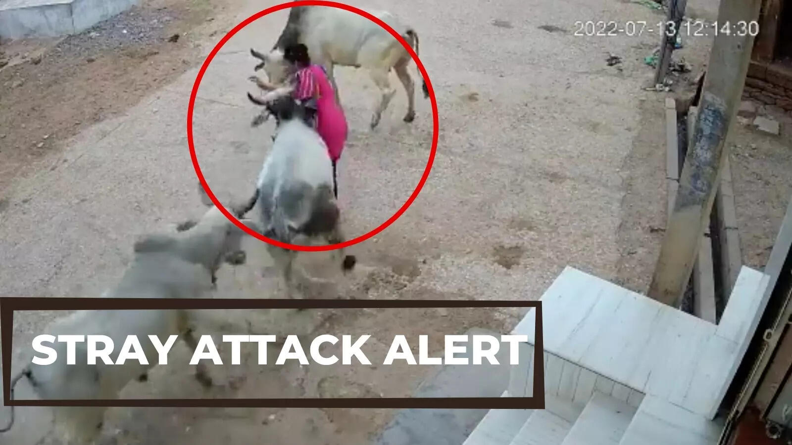 Shocking: Stray bull attacks woman in Jodhpur