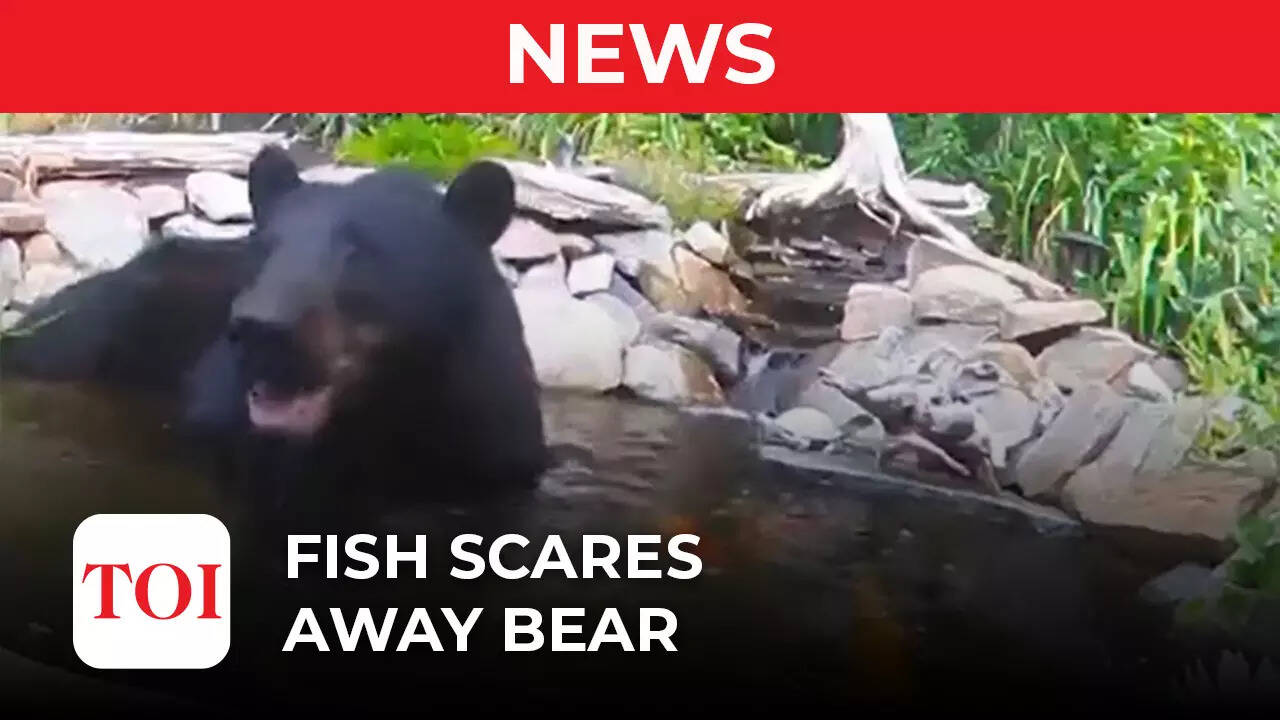 US: Bear cools off in pond in Massachusetts, scared away by koi carp