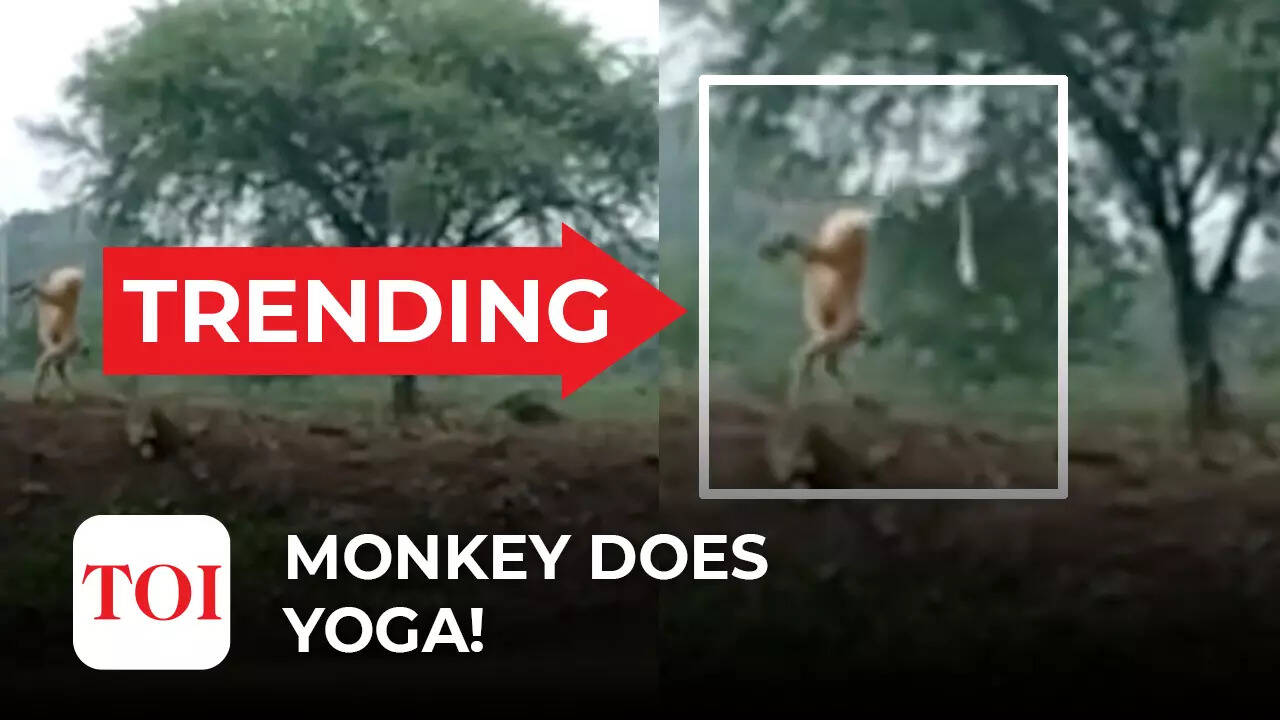 Viral video: Monkey wins over the internet with its unique style