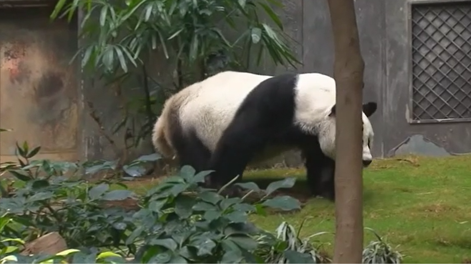 Oldest male giant panda in captivity dies in Hong Kong's Ocean Park