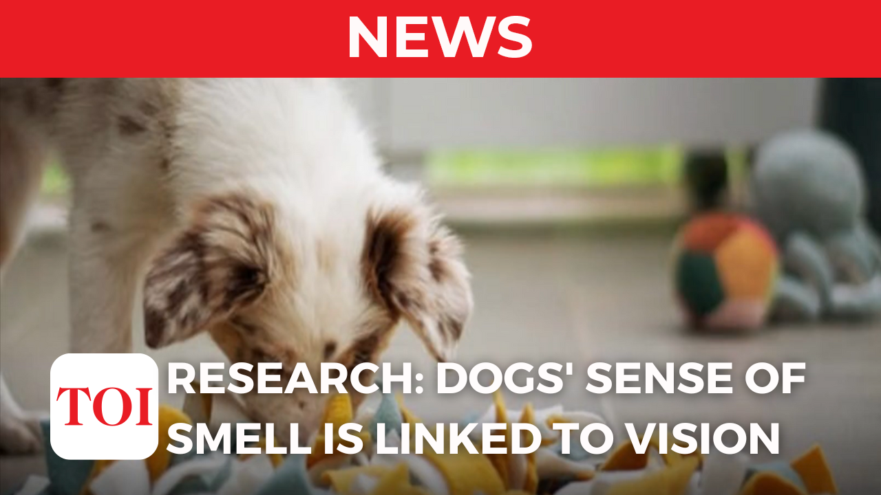 Researchers find dogs' sense of smell is linked to vision