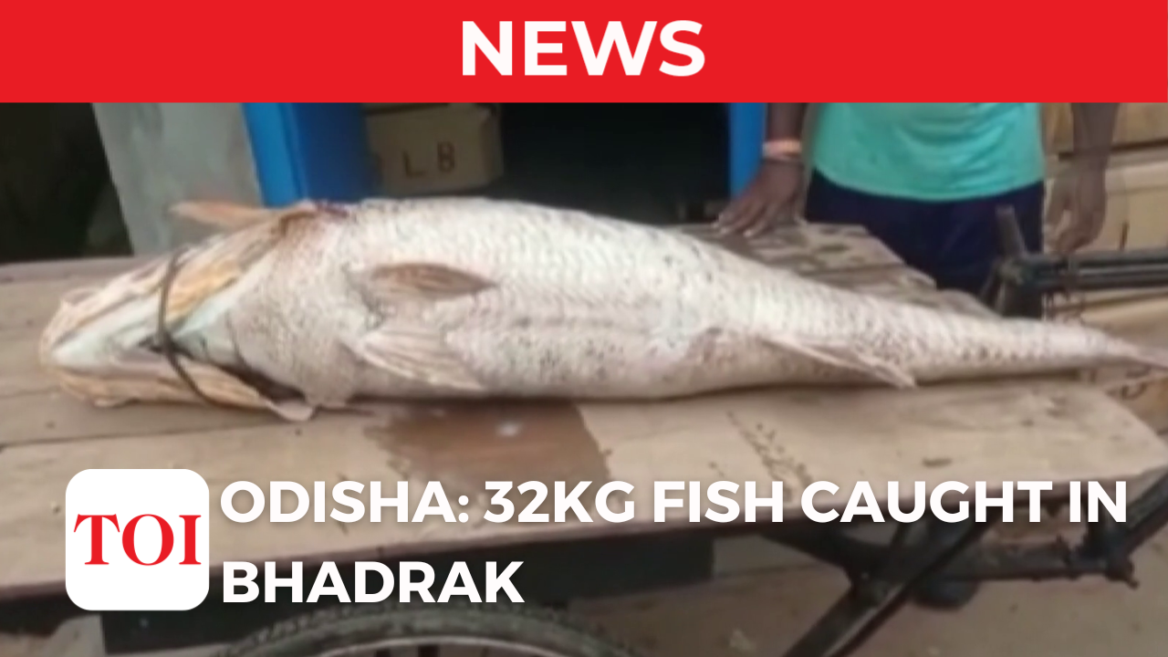 odisha: Odisha: 32Kg fish caught in Bhadrak