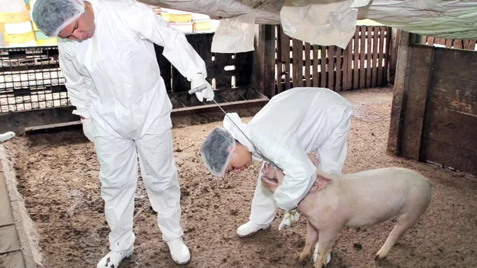 Signs and symptoms of Swine flu virus