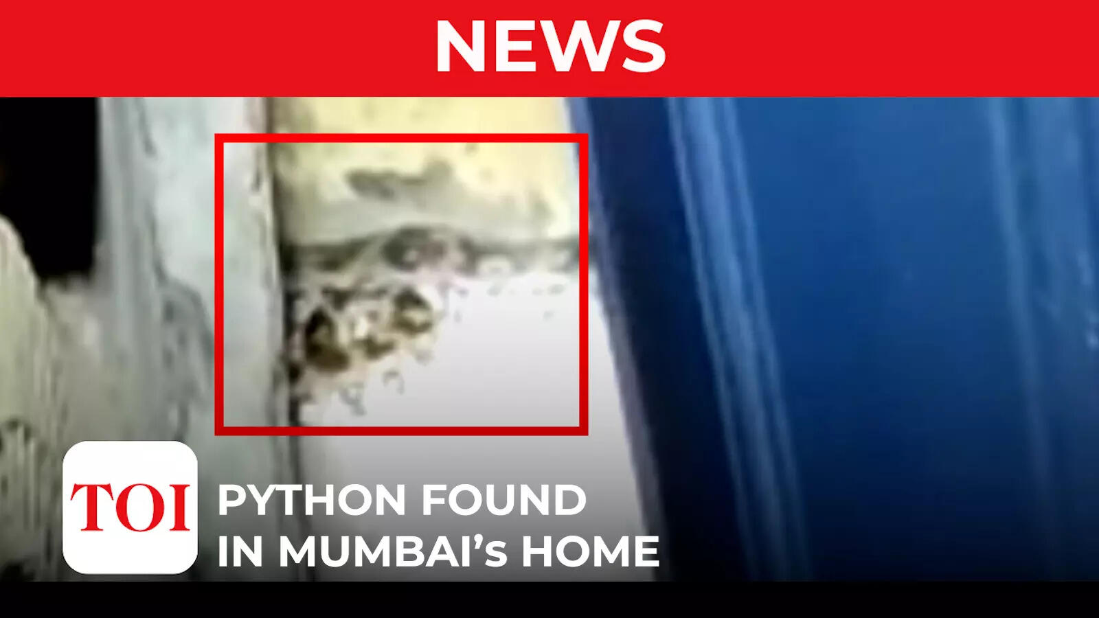 Mumbai: Family members find python beneath their bedding in Mulund