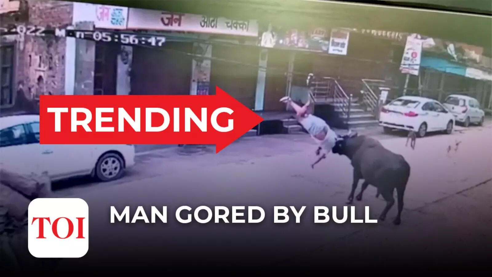On cam: Furious bull throws man in air in UP’s Baghpat