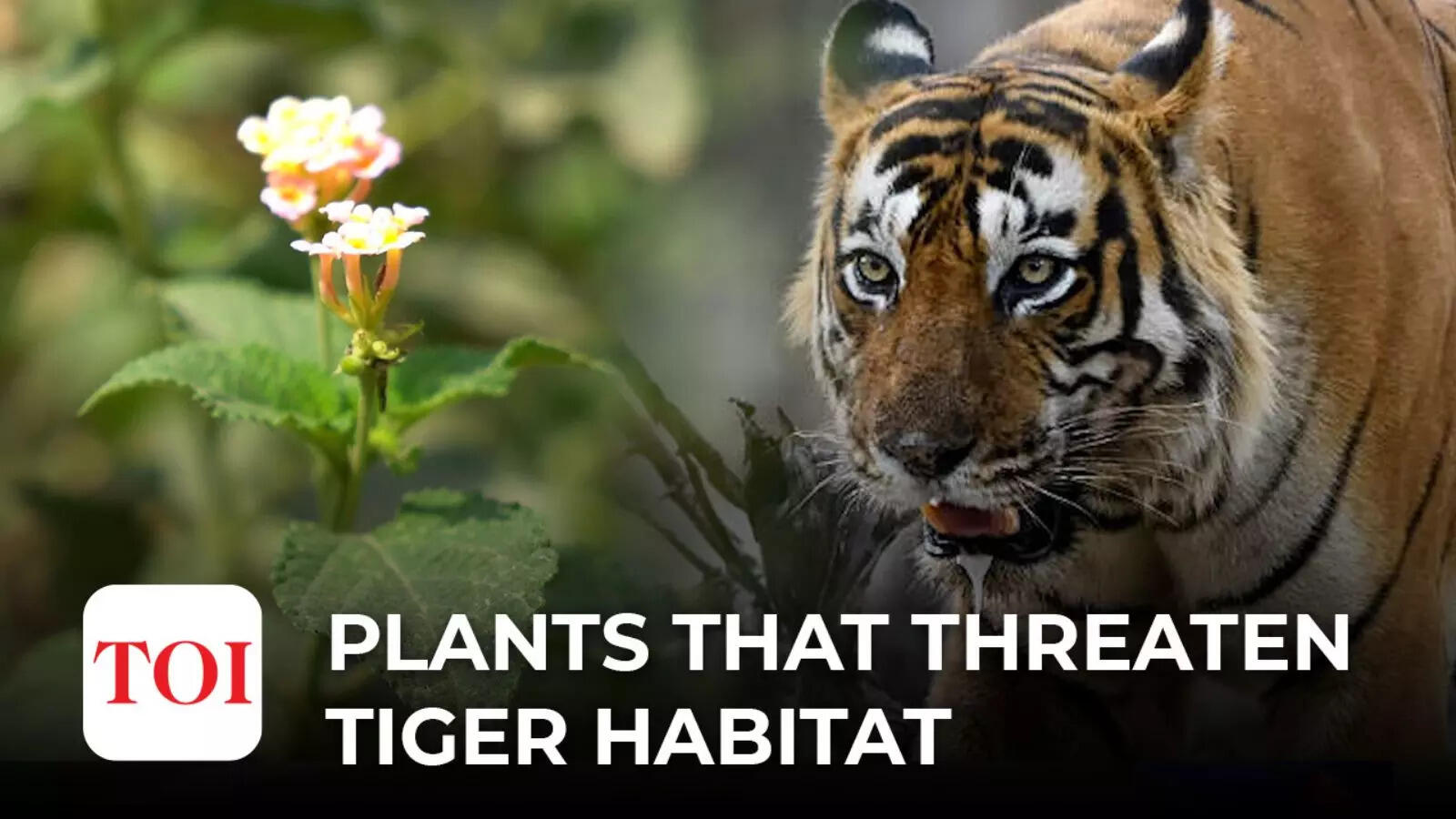 Time to arrest a 'green' threat to India's tiger habitat