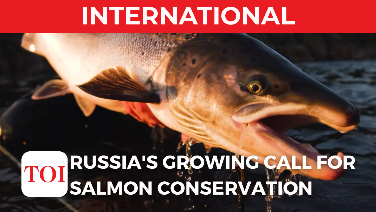 Russia's growing Call for Salmon Conservation