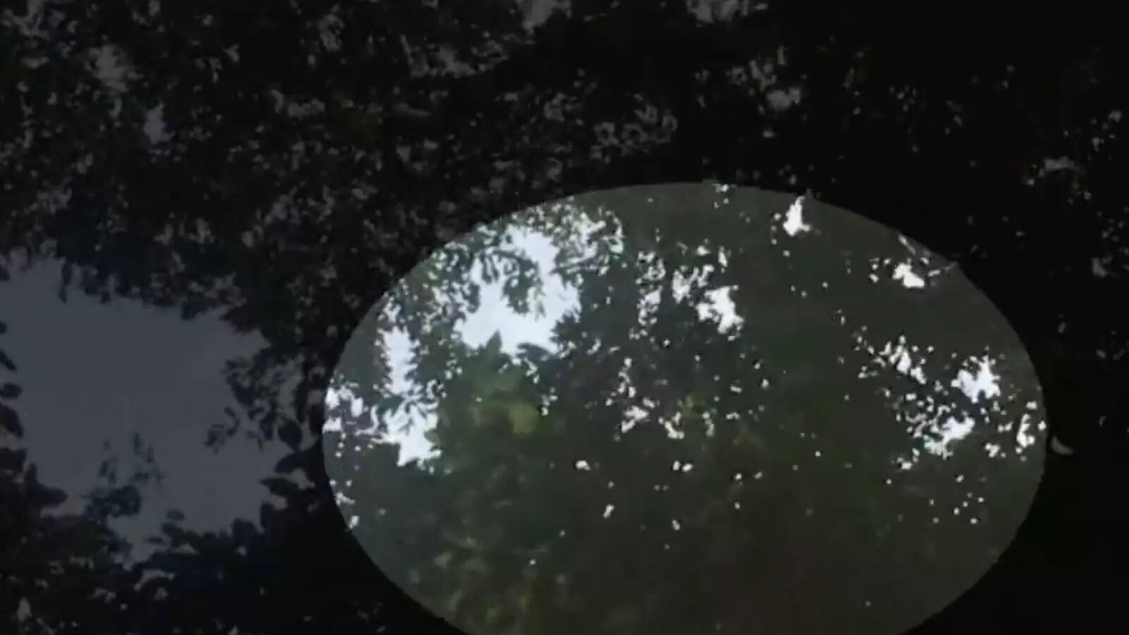 UP: Fire officials rescue bird entangled in kite string in Meerut