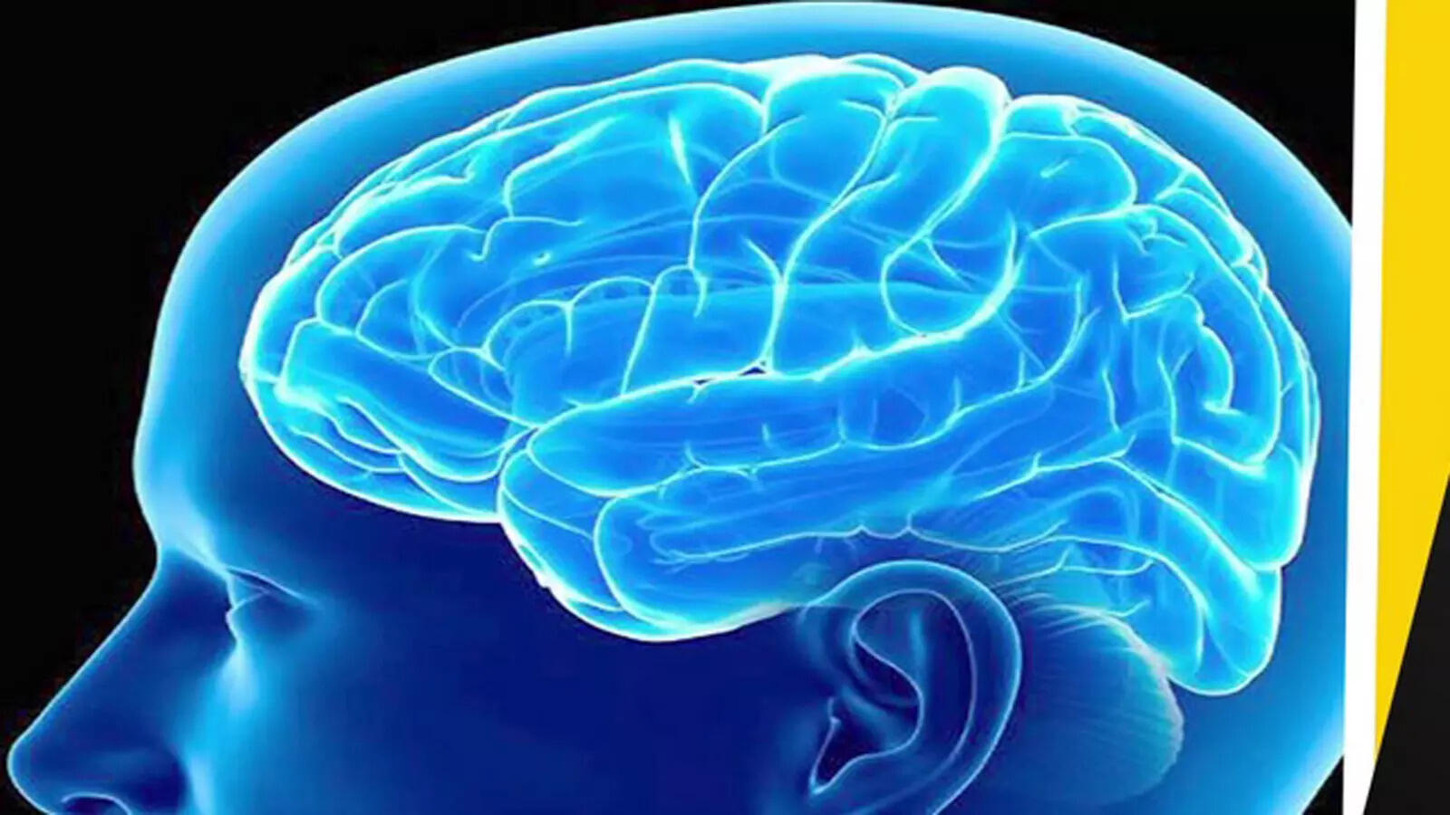 Study identifies network cores of the brain with strong bidirectional ...