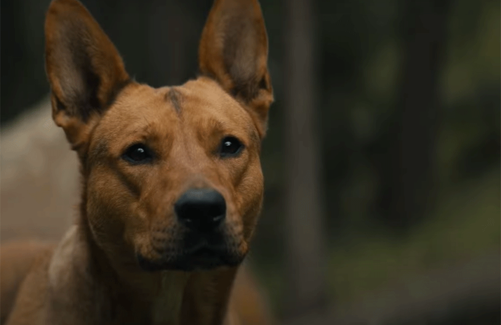 Prey Review: The most worthy prequel to ‘Predator'