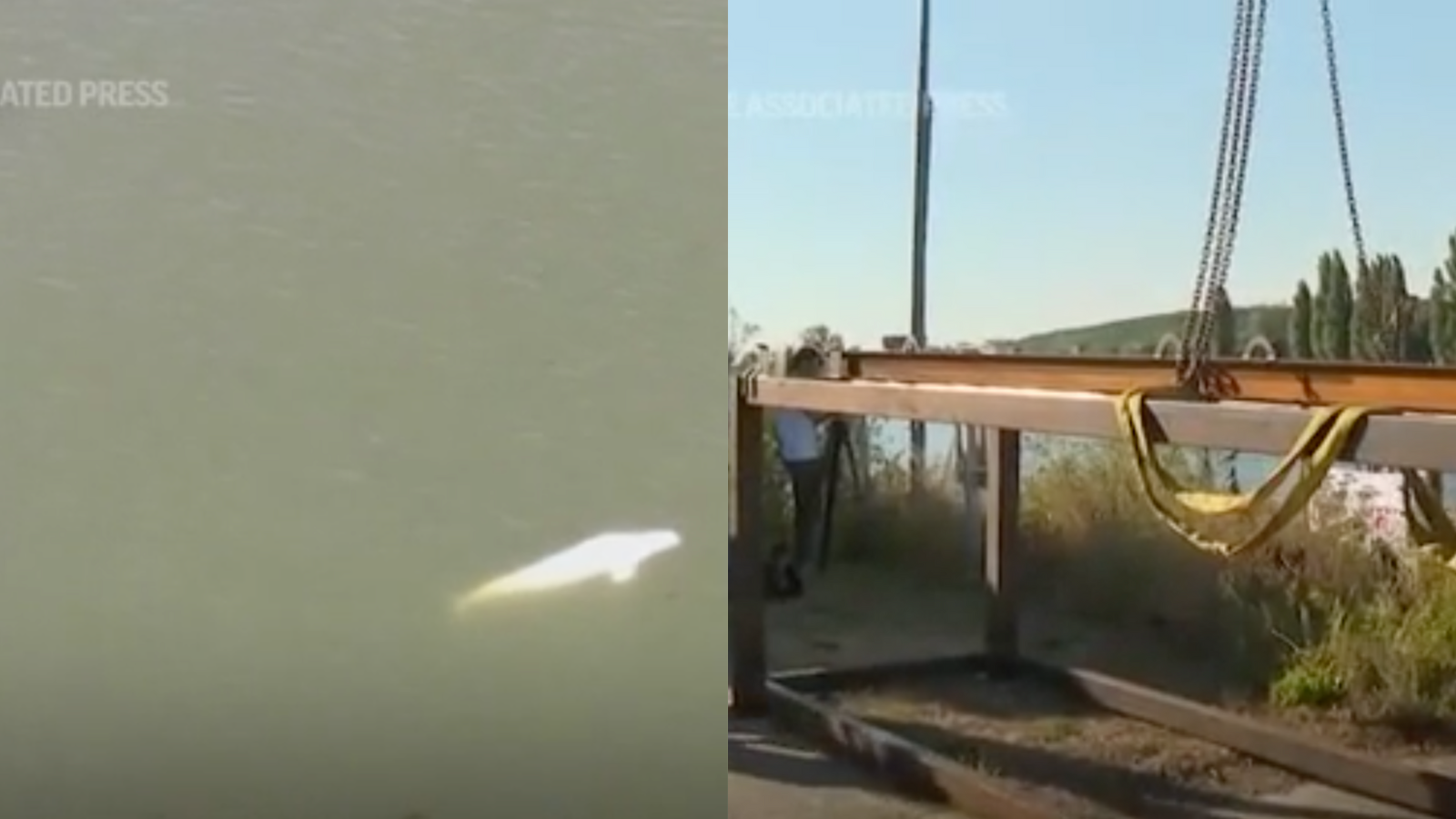 france: France: Environmentalists work to lift beluga whale trapped in ...