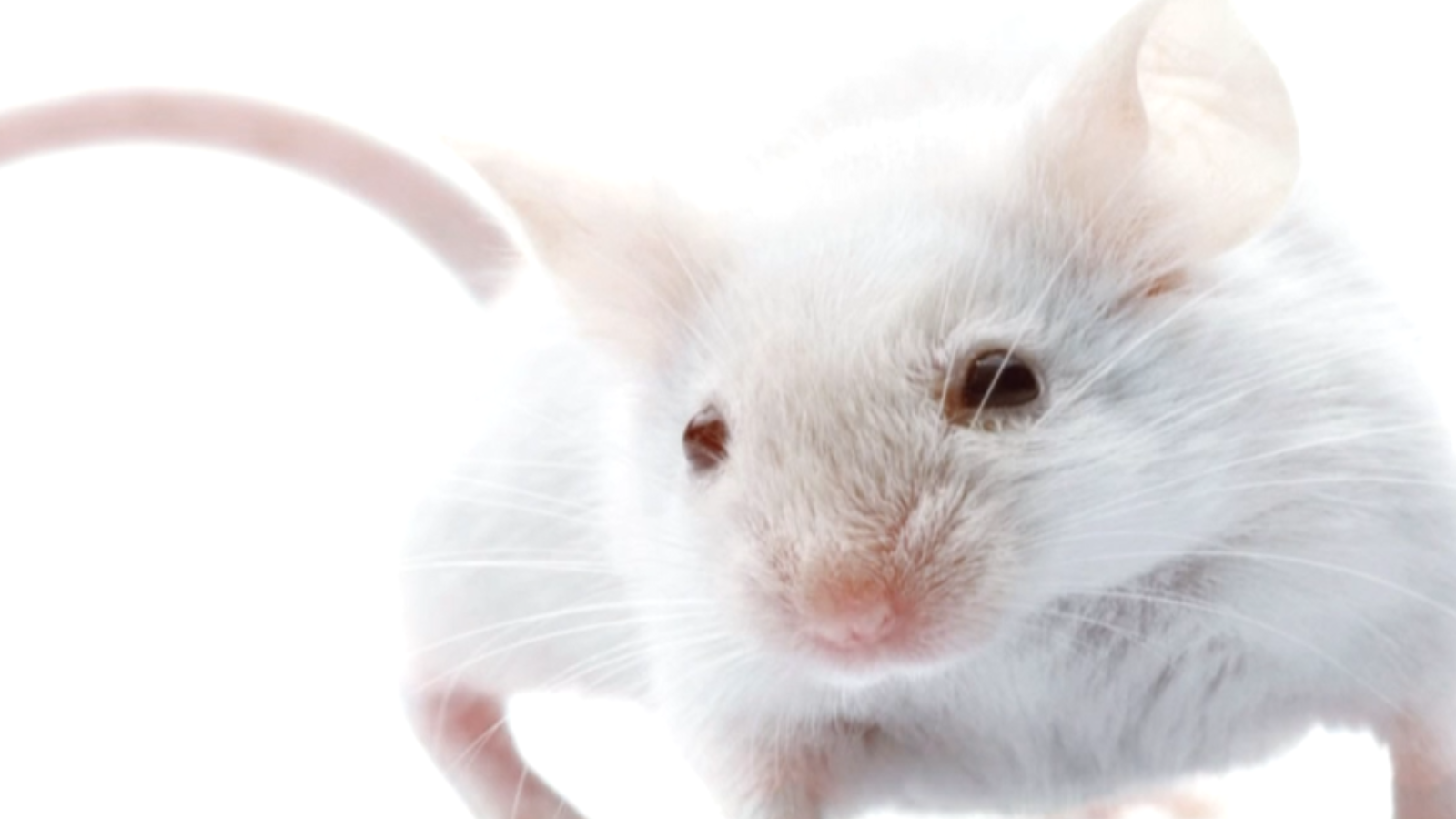 Researchers discover rare form of liver cancer in Mice