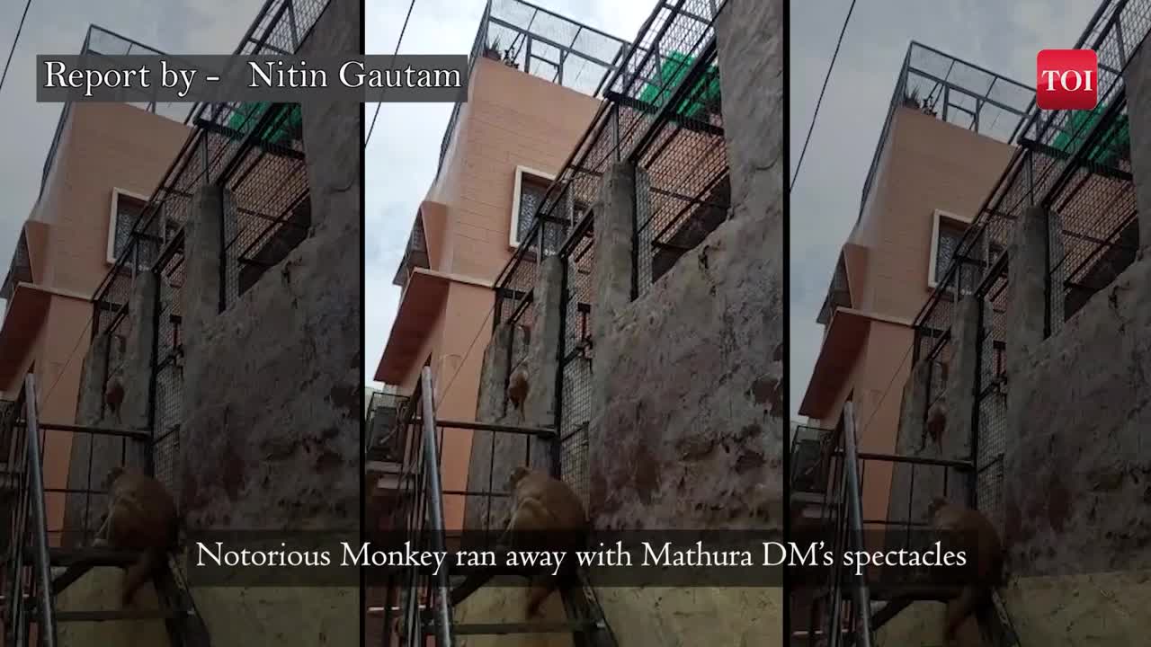 vrindavan: Monkey steals District Magistrate's specs in Vrindavan ...