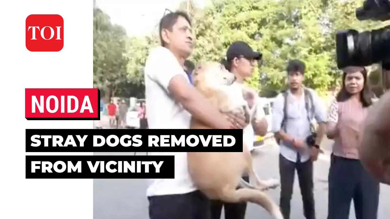 Noida twin towers demolition: NGOs move stray dogs from vicinity to ...