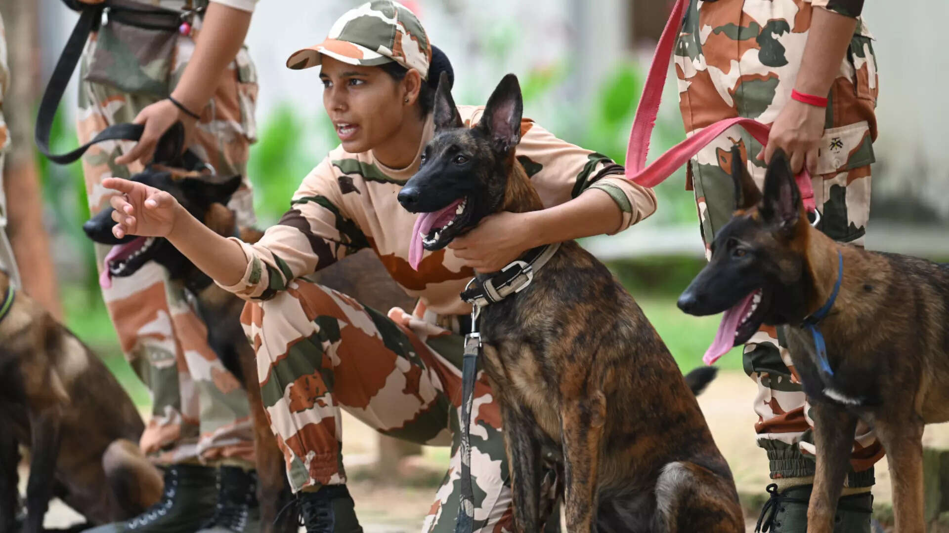 How dogs are trained for combat