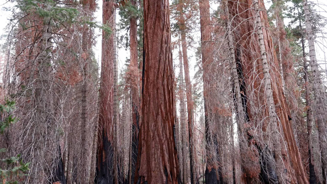 California wildfire causes injuries, destruction