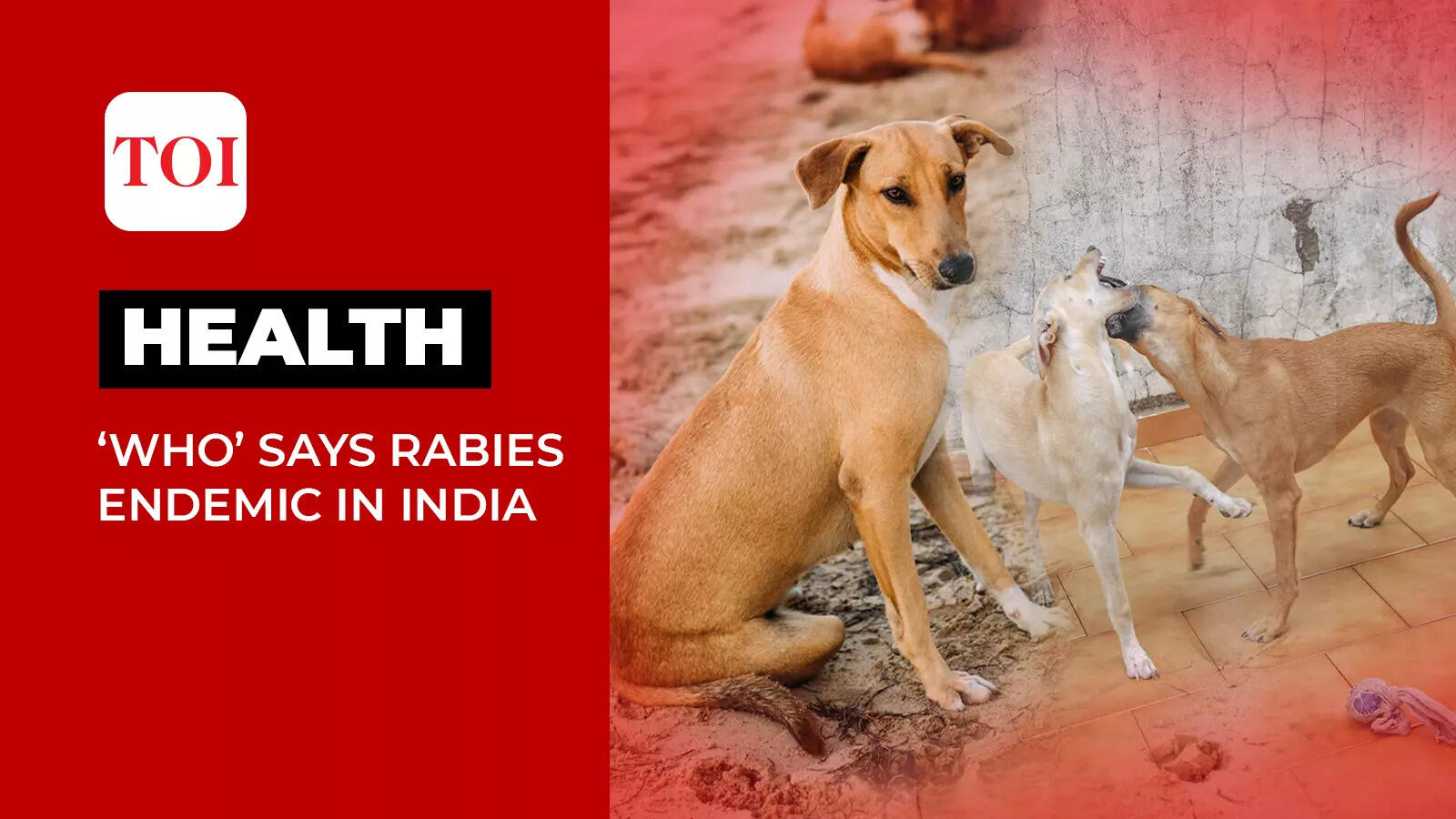 Does India have a rabies problem?