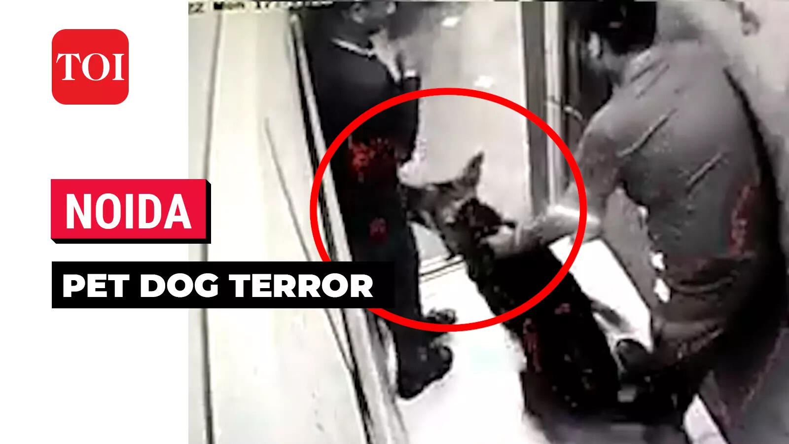 Noida: Pet dog attacks man inside lift, caught on CCTV camera