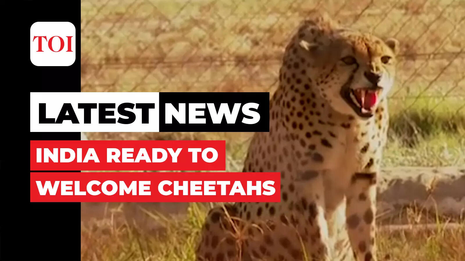 On PM Modi's birthday, Project Cheetah to take a giant leap at Kuno ...