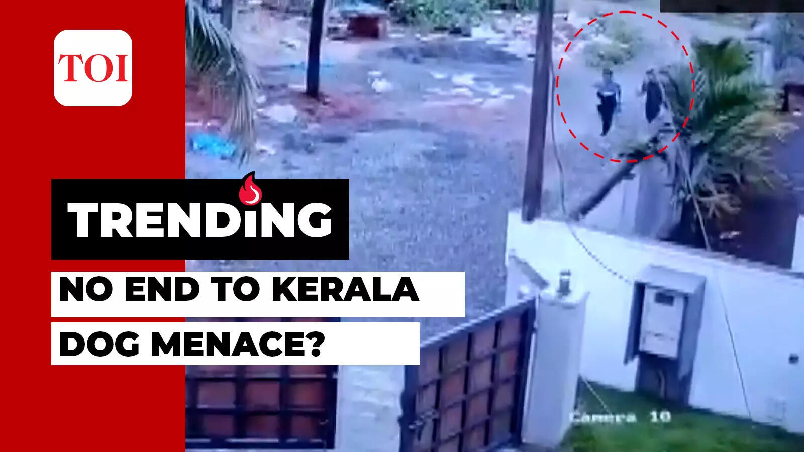 Caught on cam: How these students in Kerala escape attack by stray dogs